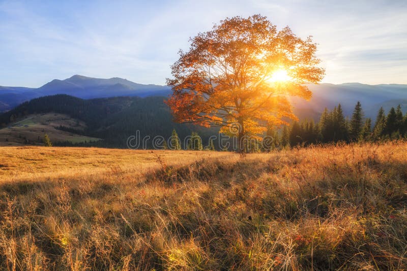 Beautiful Autumn Tree In The Sun Stock Photo - Image of nature, morning ...