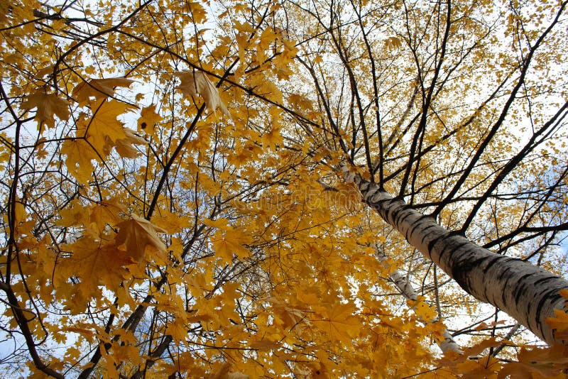 Beautiful Autumn Tree View from Below the Trunk Stock Image - Image of ...