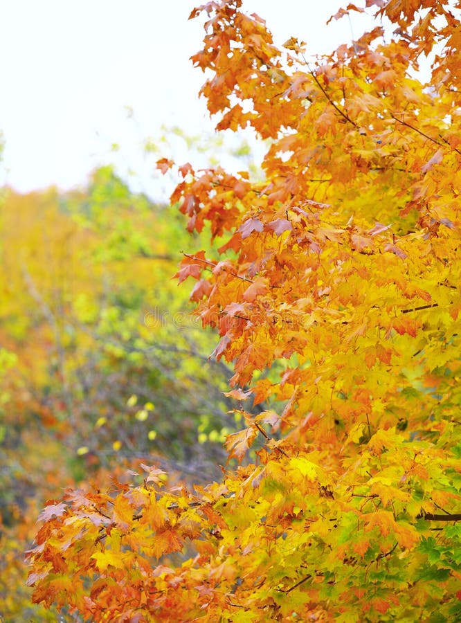 American Tulip Tree, Liriodendron Tulipifera, Fall Foliage Stock Image ...