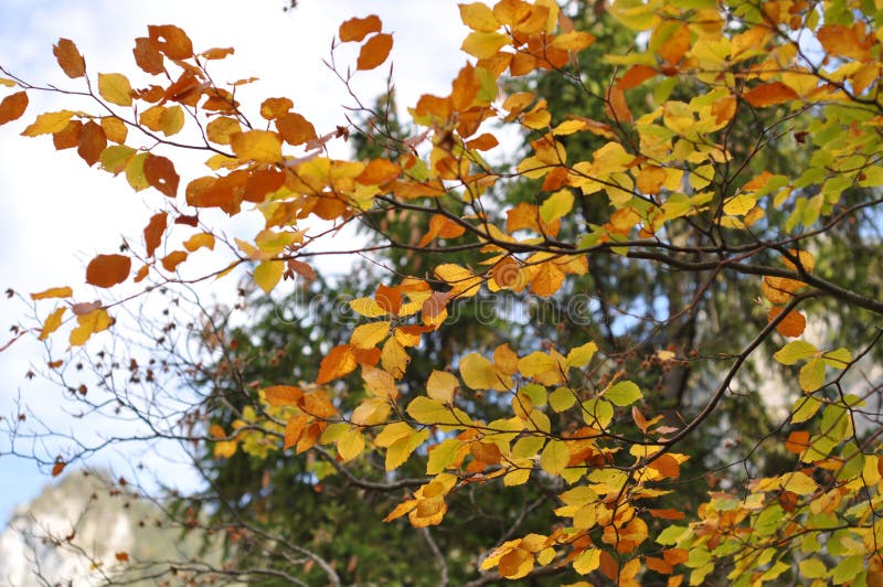 Beautiful Autumn Trees. Autumn. Bavaria. Stock Image - Image of nature ...