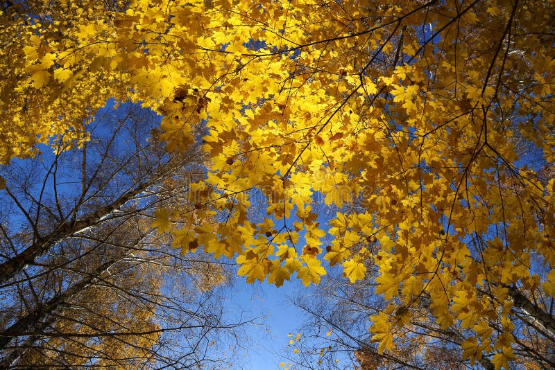 Beautiful Autumn Trees and Blue Sky Stock Image - Image of park, color ...