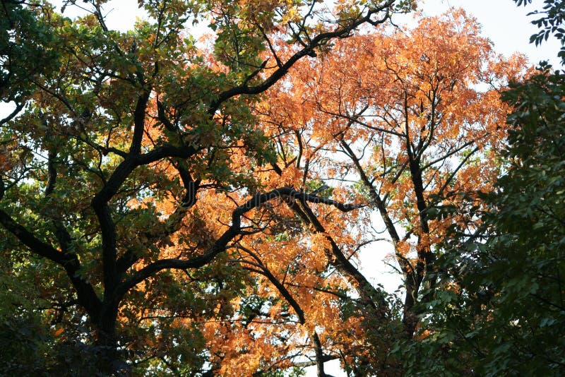 Beautiful autumn trees stock image. Image of autumn - 128861787