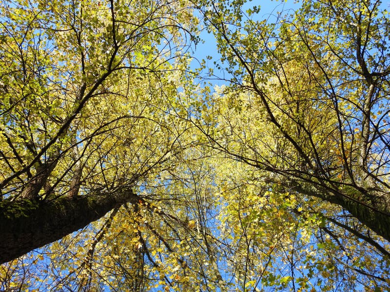 Beautiful Autumn Trees, Lithuania Stock Photo - Image of colorful ...