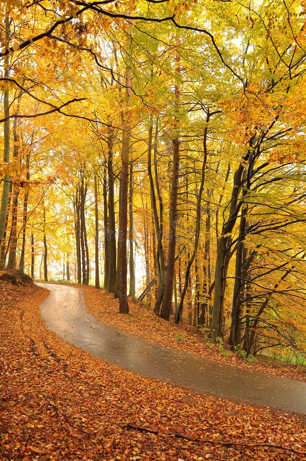 Autumn forest and sky stock photo. Image of blue, october - 6728496