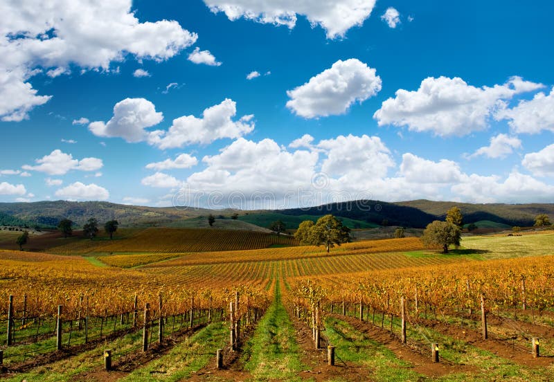 Beautiful Autumn Vineyard stock photo. Image of farm, beauty - 5407150