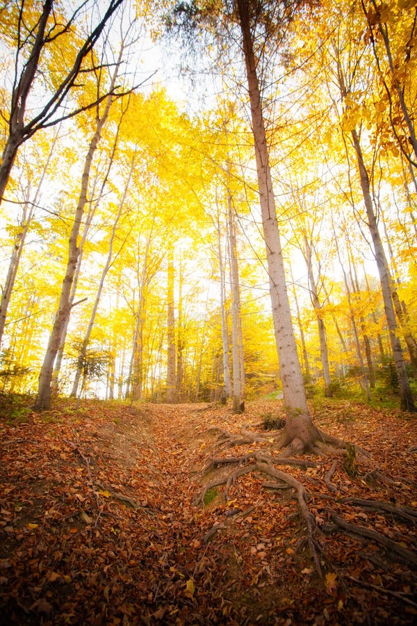 Beautiful Autumn Woods Landscape Stock Image - Image of mountains ...
