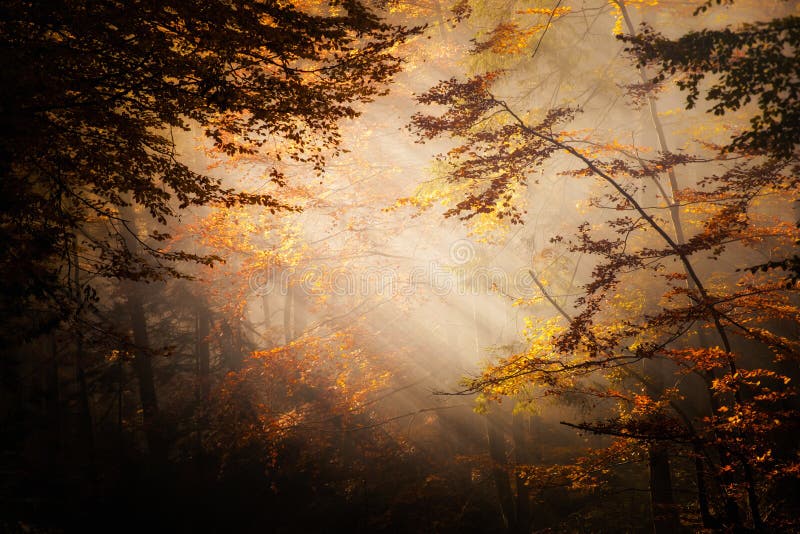 Beautiful Autumn Woods Landscape Stock Photo - Image of landscape ...
