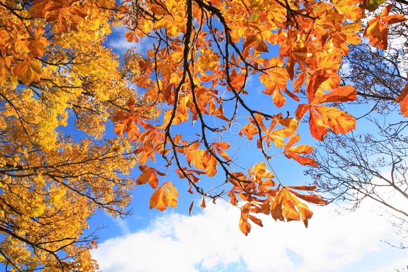Beautiful Autumnal Chestnut Tree Leaves Stock Image - Image of rural ...