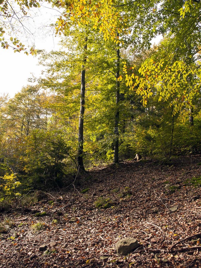 Beautiful autumnal forest stock photo. Image of bright - 60015938