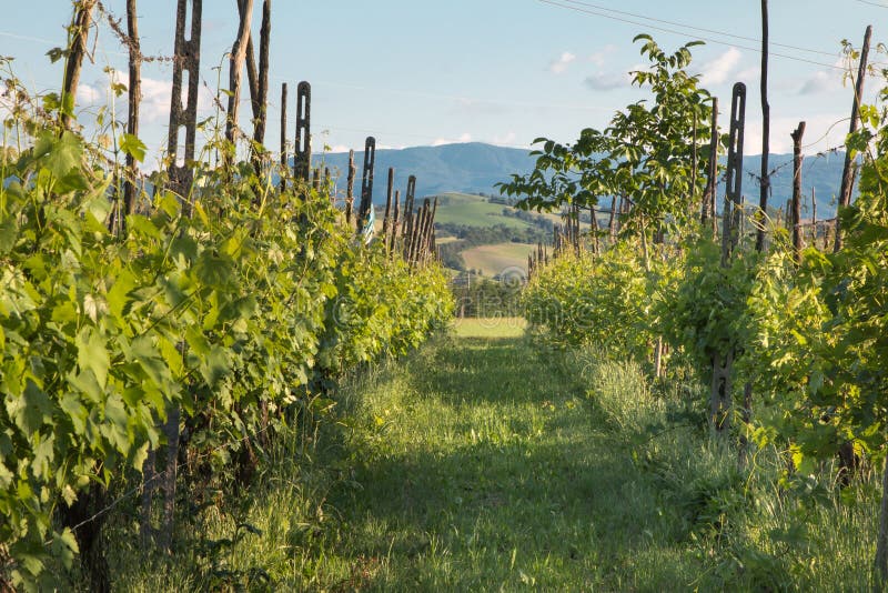 Beautiful Autumnal Vineyard Landscape with Rows of Vines Stock Image ...