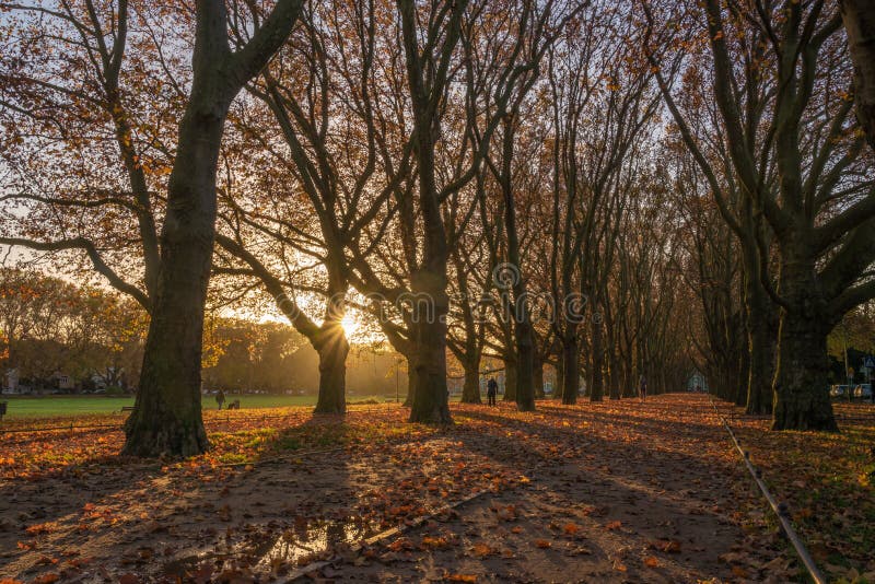 Beautiful Avenue of Plane Trees in an Autumn Park at Sunrise Editorial ...