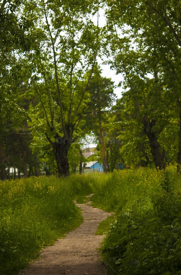 Beautiful Avenue in To the Park, Path Way Stock Photo - Image of trees ...