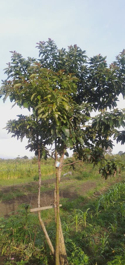 Beautiful avocado stock photo. Image of soil, vegetation - 220393636