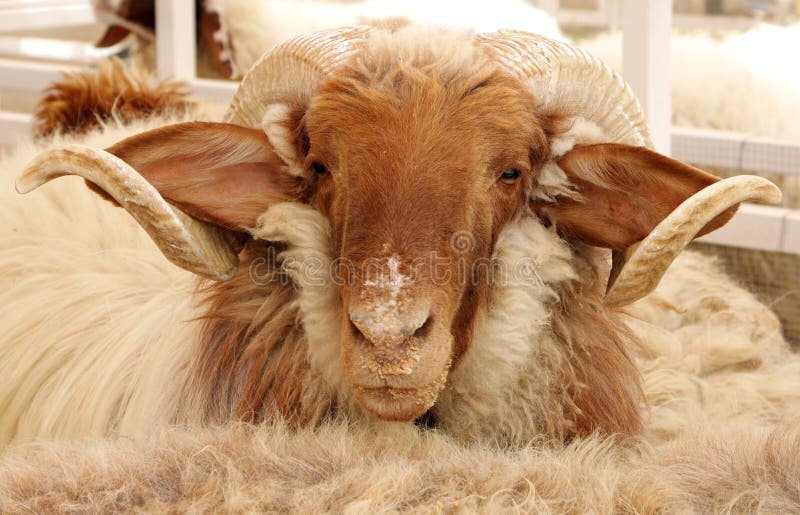 Awassi sheep stock photo. Image of animal, arab, caprinae - 28179014