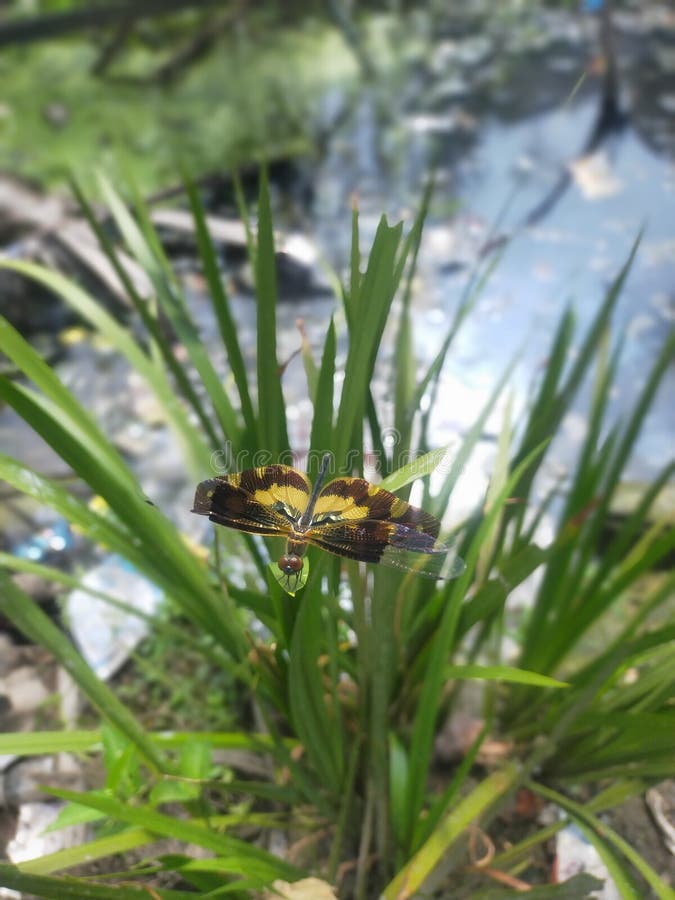 Beautiful Awesome Yellow Black Insect Fly Stock Photo - Image of ...