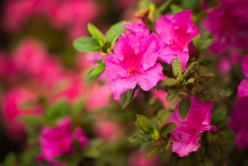 Azalea Bloom with Yellow Butterfly Sampling Pollen Stock Image - Image ...