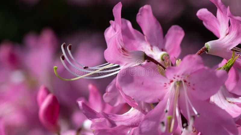 Beautiful Azalea Blooming Along the Blue Ridge Parkway Stock Photo ...
