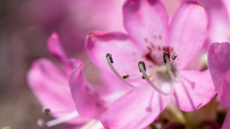 Beautiful Azalea Blooming Along the Blue Ridge Parkway Stock Image ...