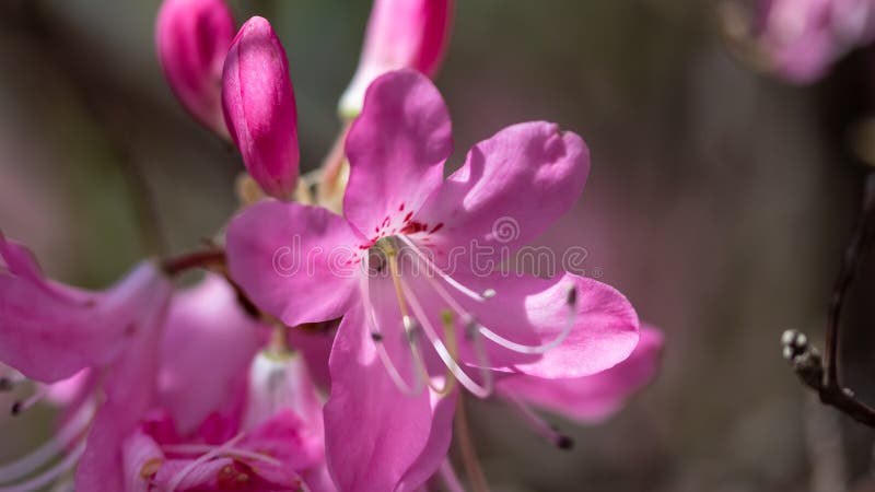 Beautiful Azalea Blooming Along the Blue Ridge Parkway Stock Photo ...