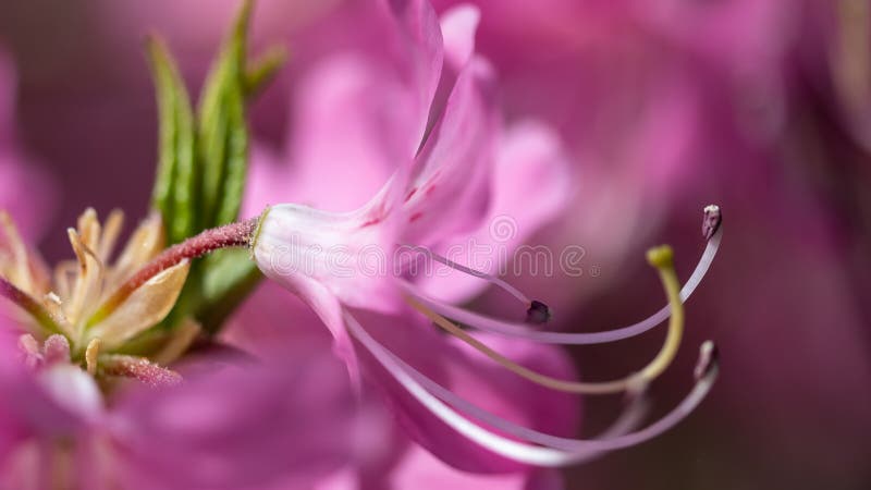 Beautiful Azalea Blooming Along the Blue Ridge Parkway Stock Photo ...
