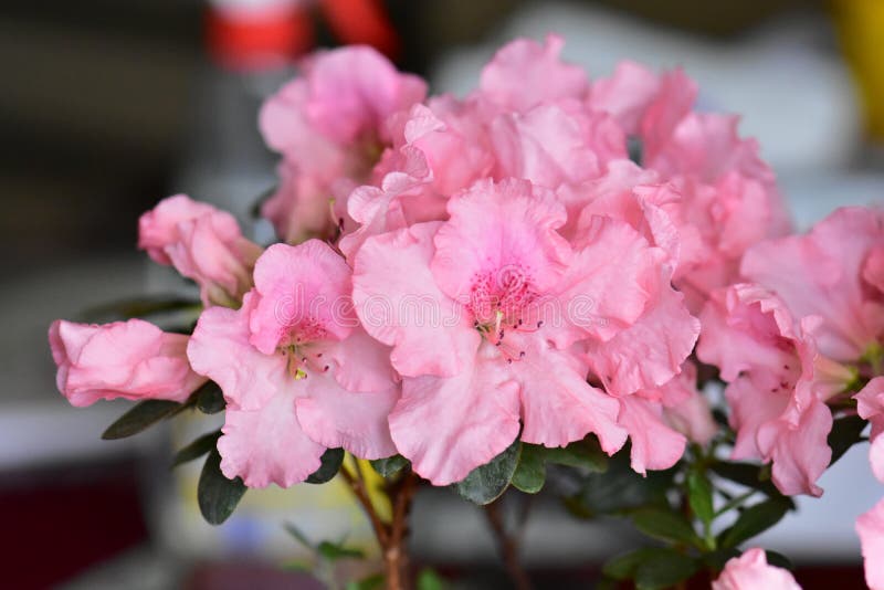 Beautiful azalea flowers stock image. Image of pink - 141376009