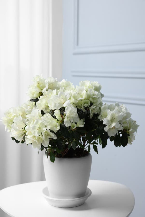 Beautiful Azalea Flowers in Pot on White Table Indoors Stock Photo ...