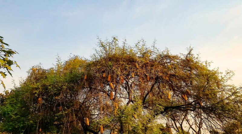 A Beautiful Babul Tree with Liana Stock Image - Image of blossom ...