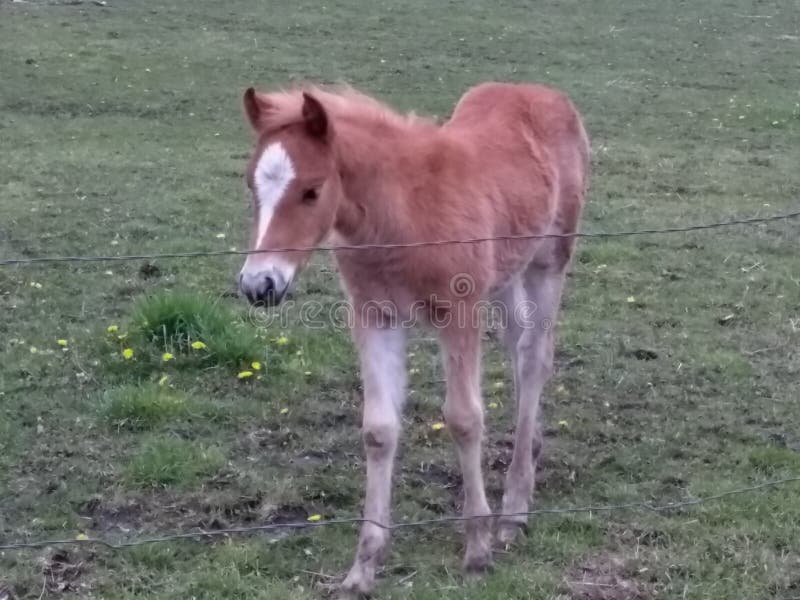 Baby Colt Mustang Wild Horse Stock Image - Image of mountains, range ...