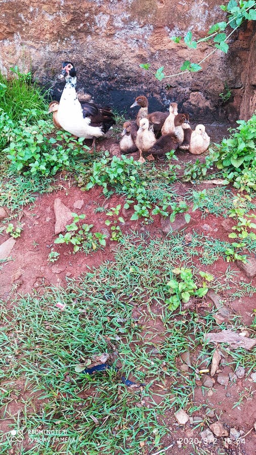 Beautiful Baby Ducks Takes a Bath Stock Photo - Image of beautiful ...