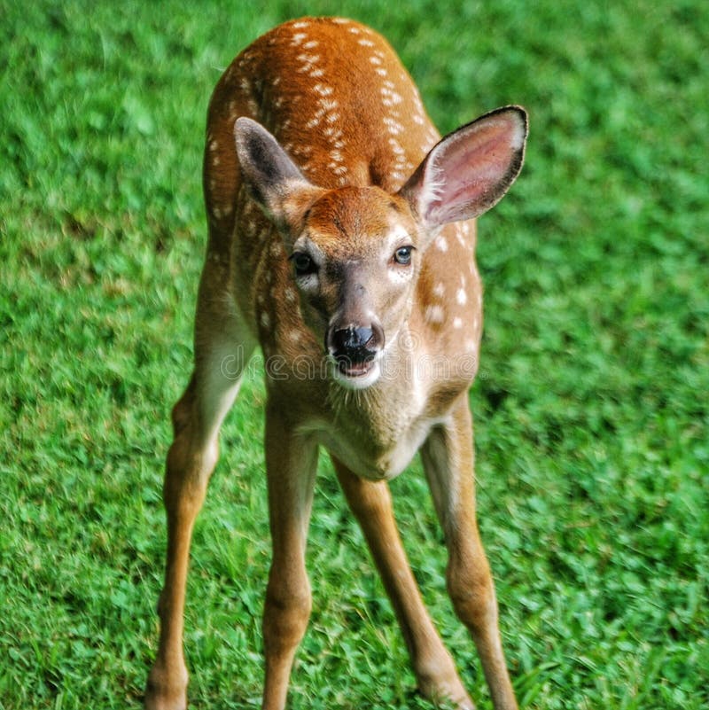 Beautiful baby fawn stock photo. Image of deer, young - 75389838