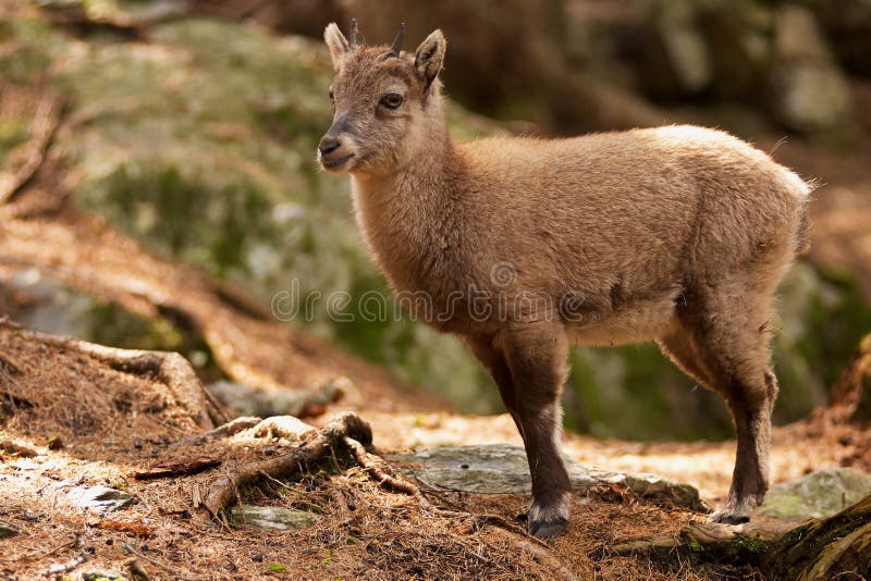 Beautiful baby ibex stock image. Image of nature, ibex - 64996227