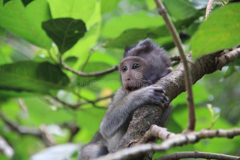 Beautiful Baby Monkey Playing in the Trees Stock Image - Image of bali ...