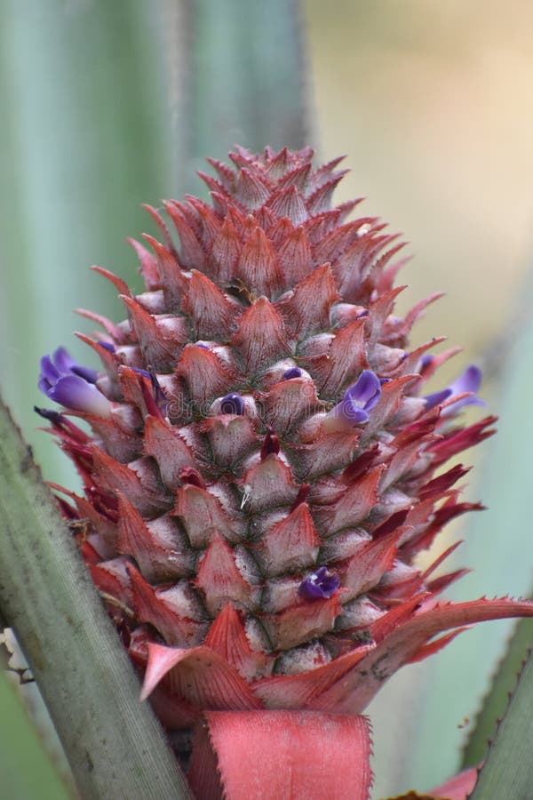 A Beautiful Baby Pineapple Pic. Stock Image - Image of fruit, plant ...