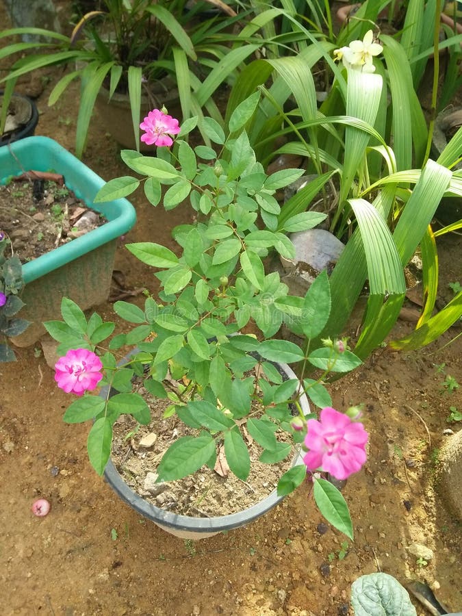 Beautiful Baby Rose Flowers Stock Image - Image of flowers, beautiful ...