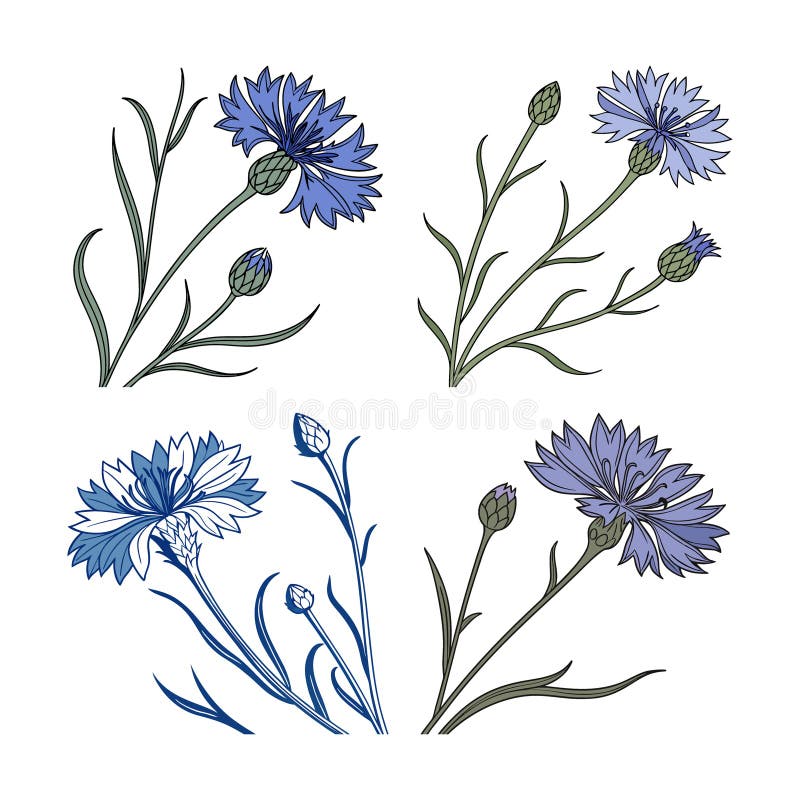 Beautiful Bachelor’s Button Flower Realistic Display Stock Vector ...
