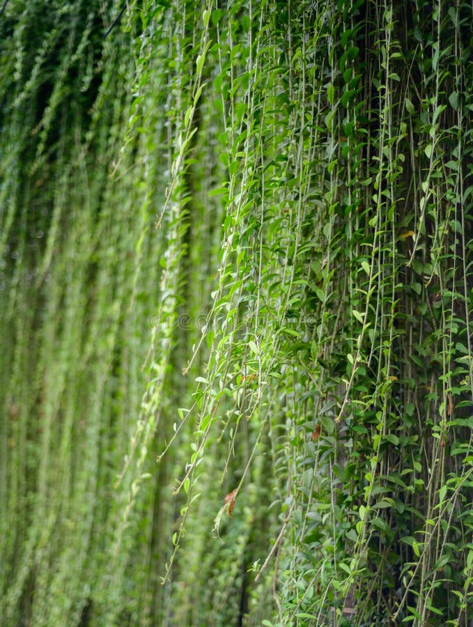 A Beautiful Backdrop of Falling Creeper Plant Leaves Pattern in a ...