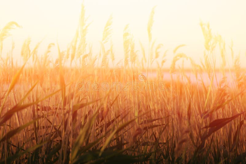 A Beautiful Backdrop of Plants Stock Image - Image of element ...