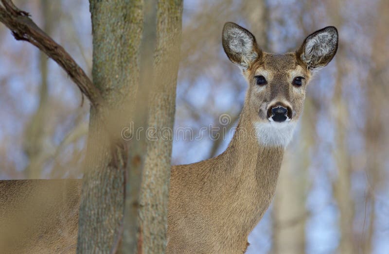 Beautiful Background with a Cute Wild Deer Looking into the Camera ...