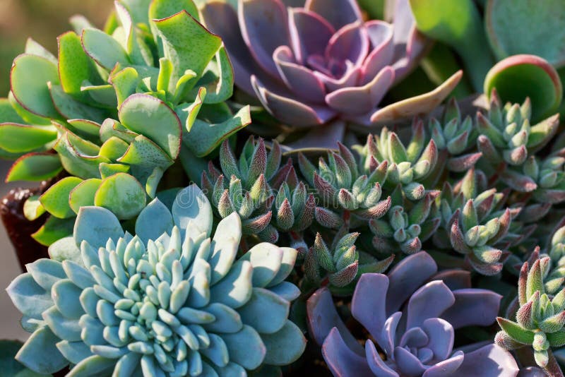 Different types of cacti stock photo. Image of garden - 260586718