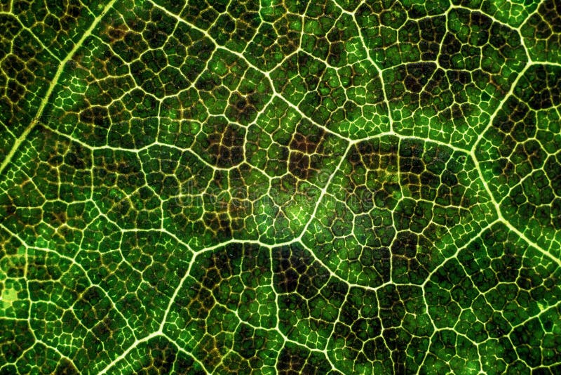 Beautiful Background of an Exotic Tree Leaf with Interesting Textures ...