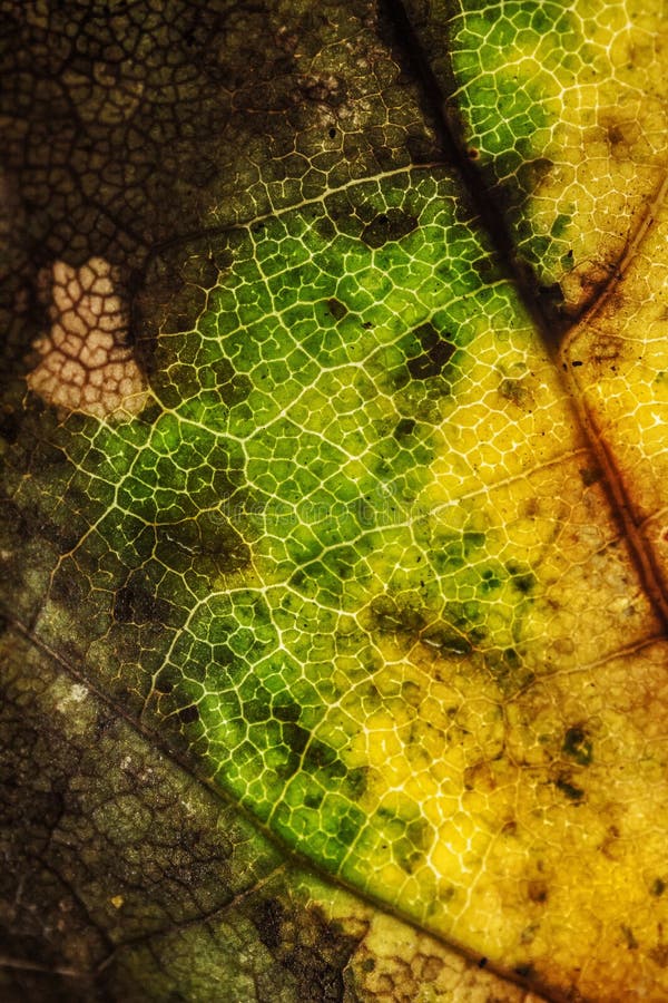 Beautiful Background of an Exotic Tree Leaf with Interesting Textures ...