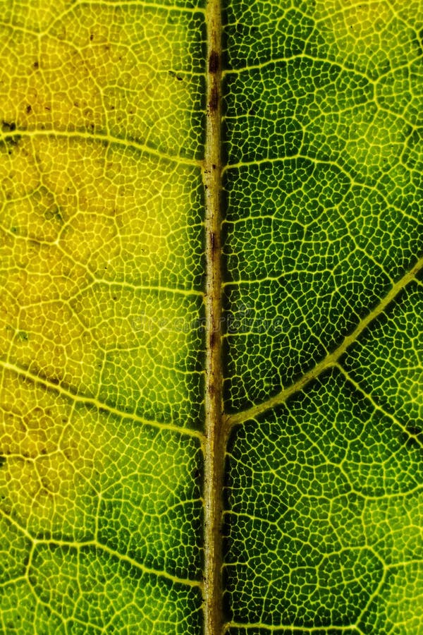 Beautiful Background of an Exotic Tree Leaf with Interesting Textures ...