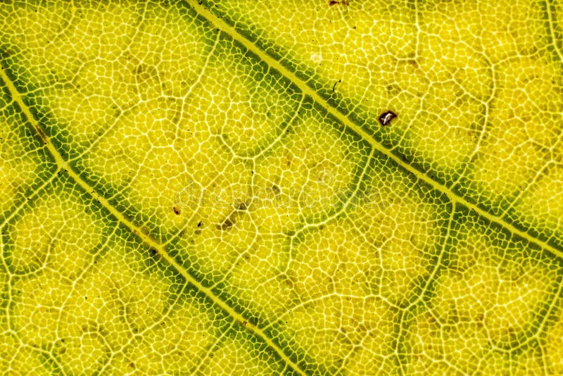 Beautiful Background of an Exotic Tree Leaf with Interesting Textures ...