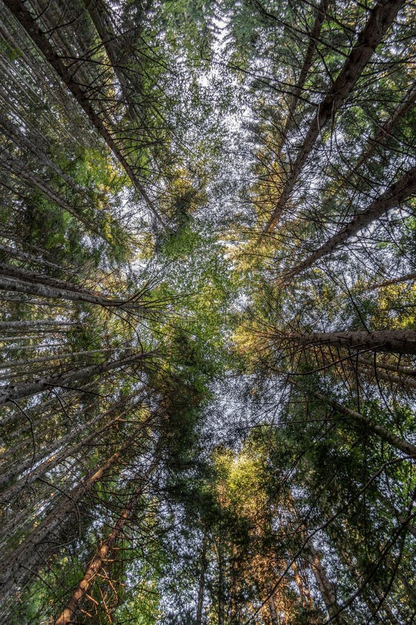 Beautiful Background of Forest Trees Seen from Below Stock Photo ...
