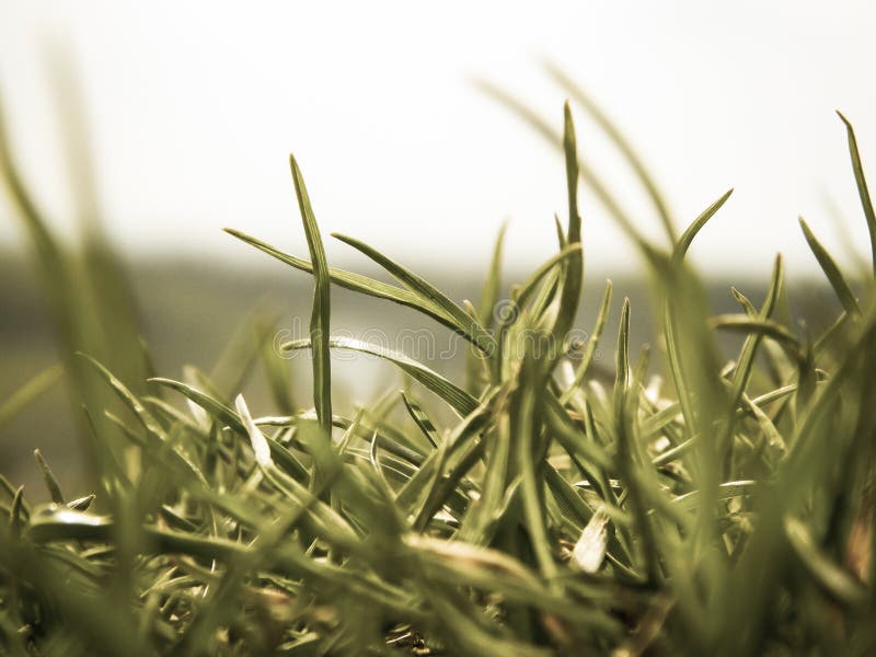 Beautiful Background of Green Grass Photo Effect Stock Image - Image of ...