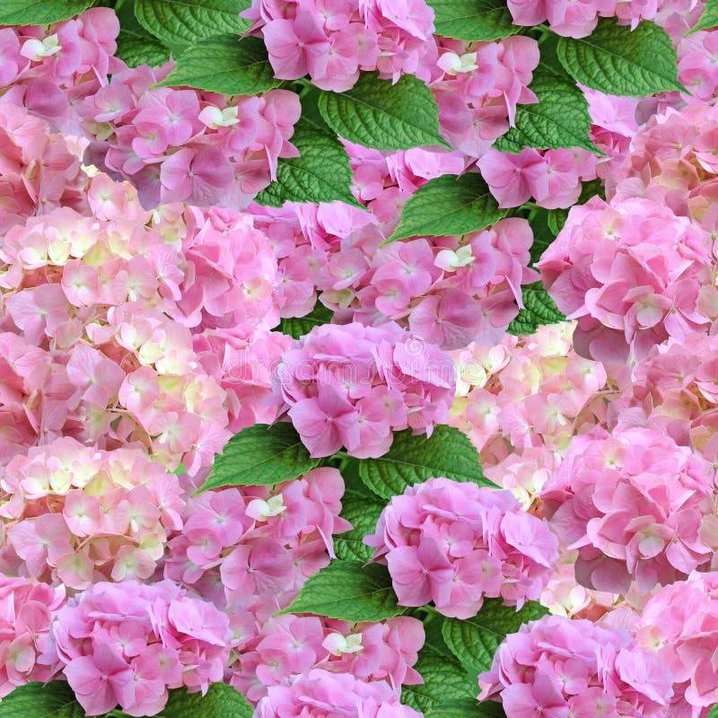 Beautiful Background with Hydrangea. Stock Photo - Image of hydrangea, leaf: 126598840