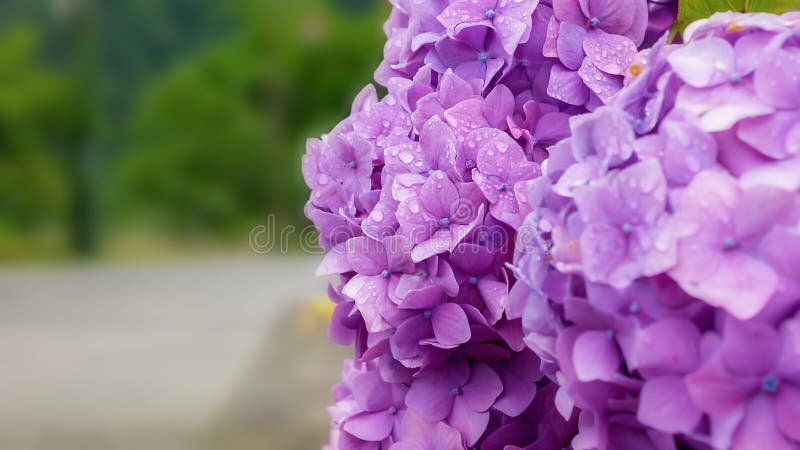 Beautiful Background with Hydrangea and Water Drop Stock Image - Image ...
