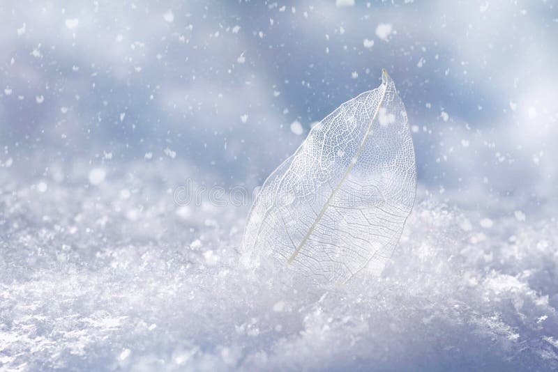 Beautiful Background Image of a Light Snowfall, Fluffy Snow and a Dried ...