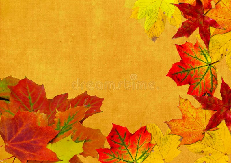 Beautiful Background with Leaves Stock Photo - Image of travel, morning ...