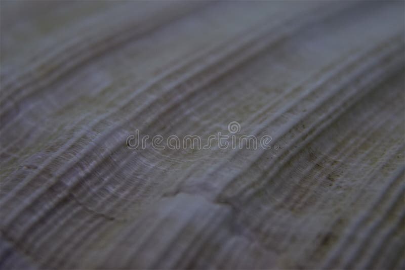A Beautiful Background Made of a Large Beautiful Shell Stock Image ...